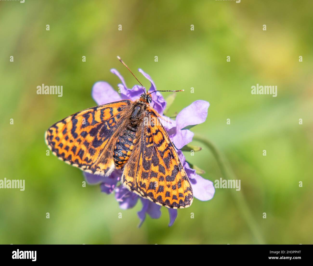 Spotted fritillary hi-res stock photography and images - Alamy