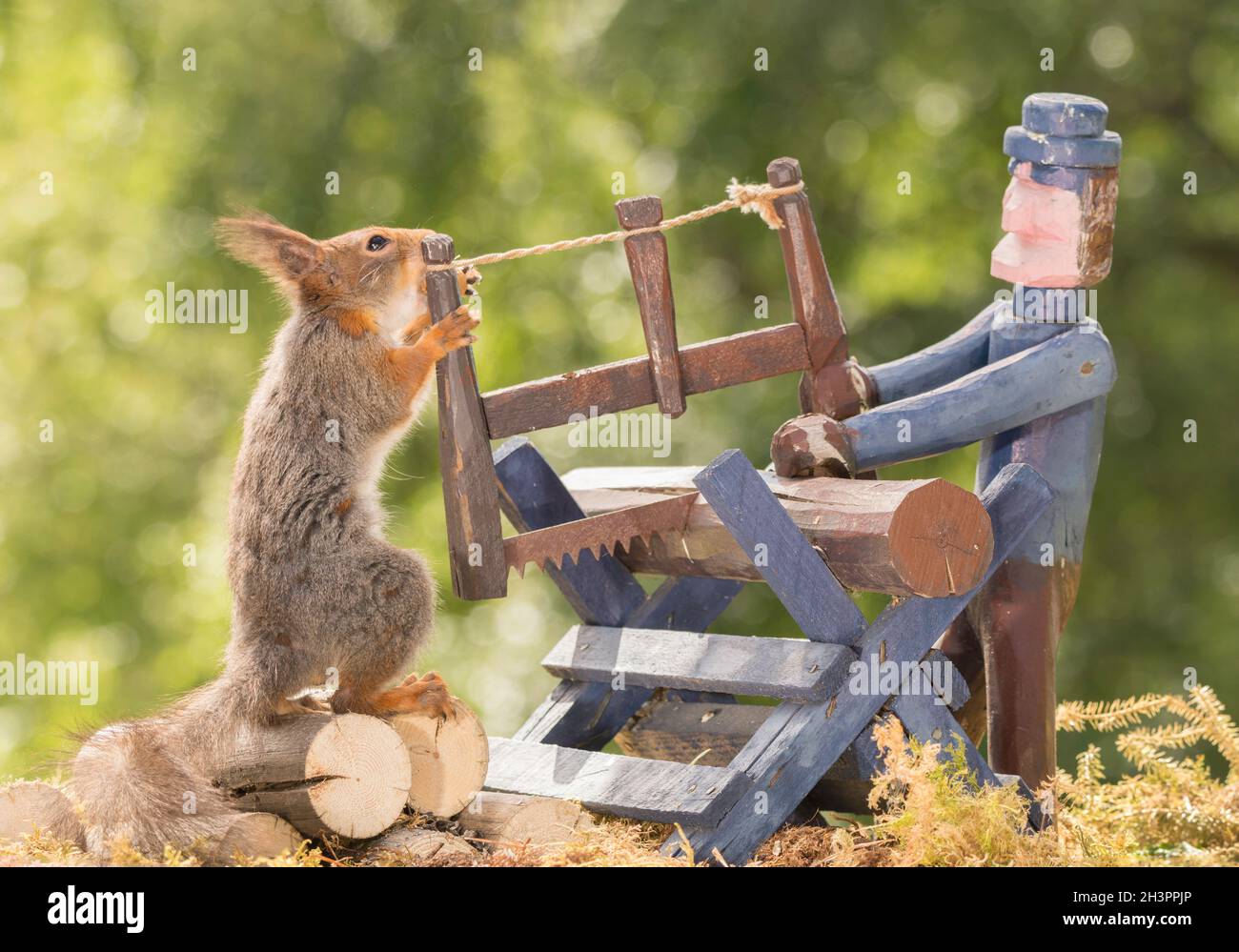 Red squirrel is holding an saw with a wood block hi-res stock ...