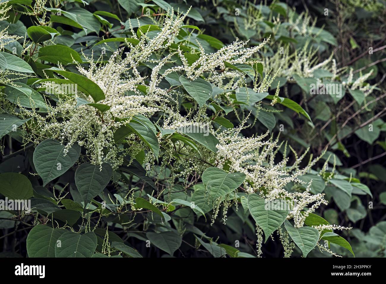 Japanese knotweed ( Fallopia japonica Stock Photo - Alamy