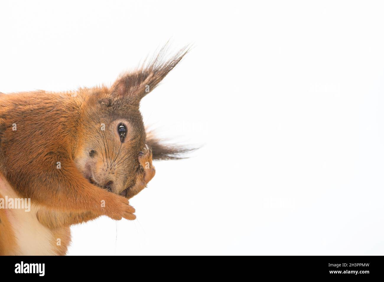 Animal hands over eye hi-res stock photography and images - Alamy