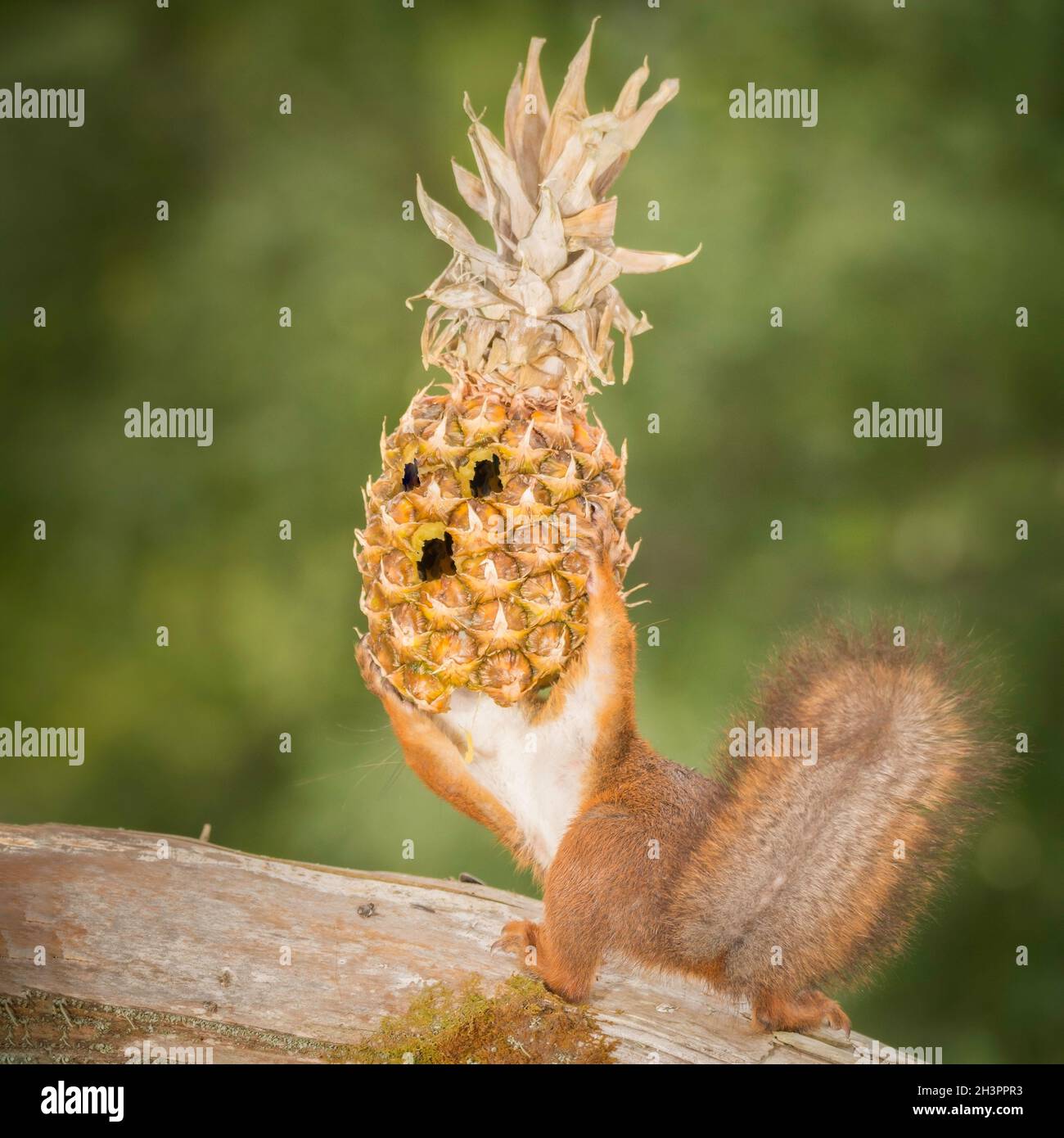 Monster squirrel hi-res stock photography and images - Alamy