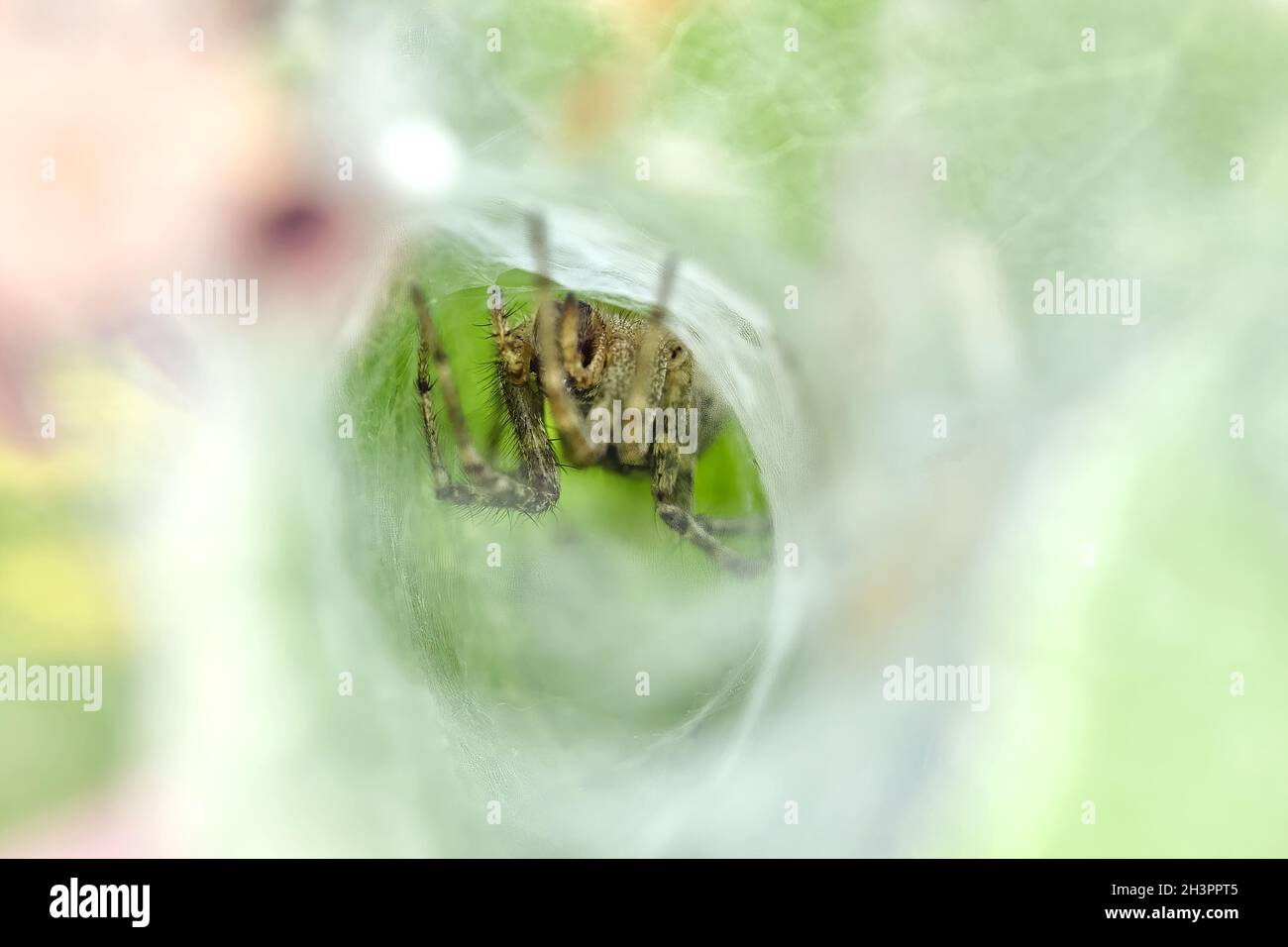 Labyrinth spider ( Agelena labyrinthica Stock Photo - Alamy