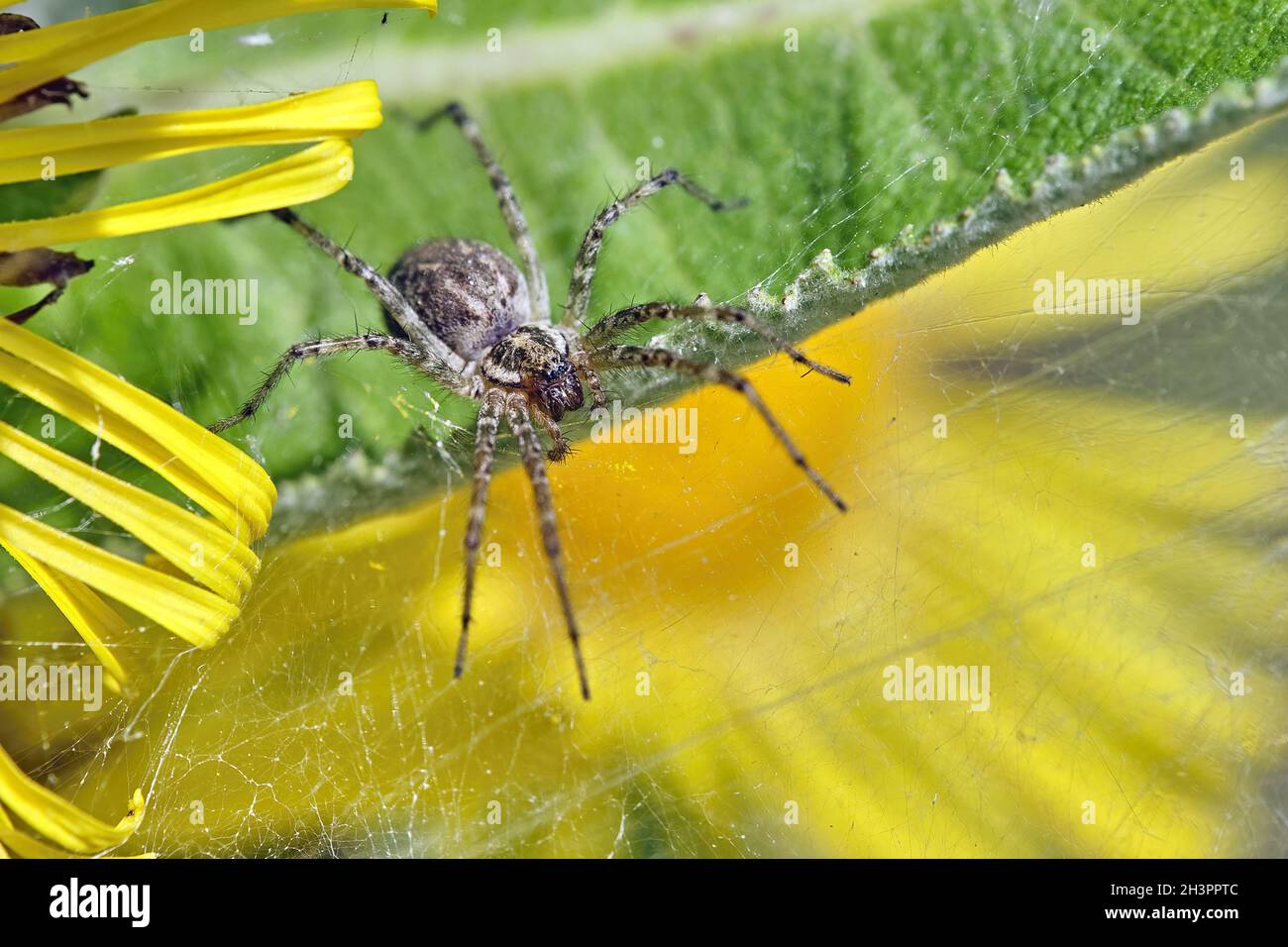 Labyrinth spider agelena labyrinthica hi-res stock photography and ...