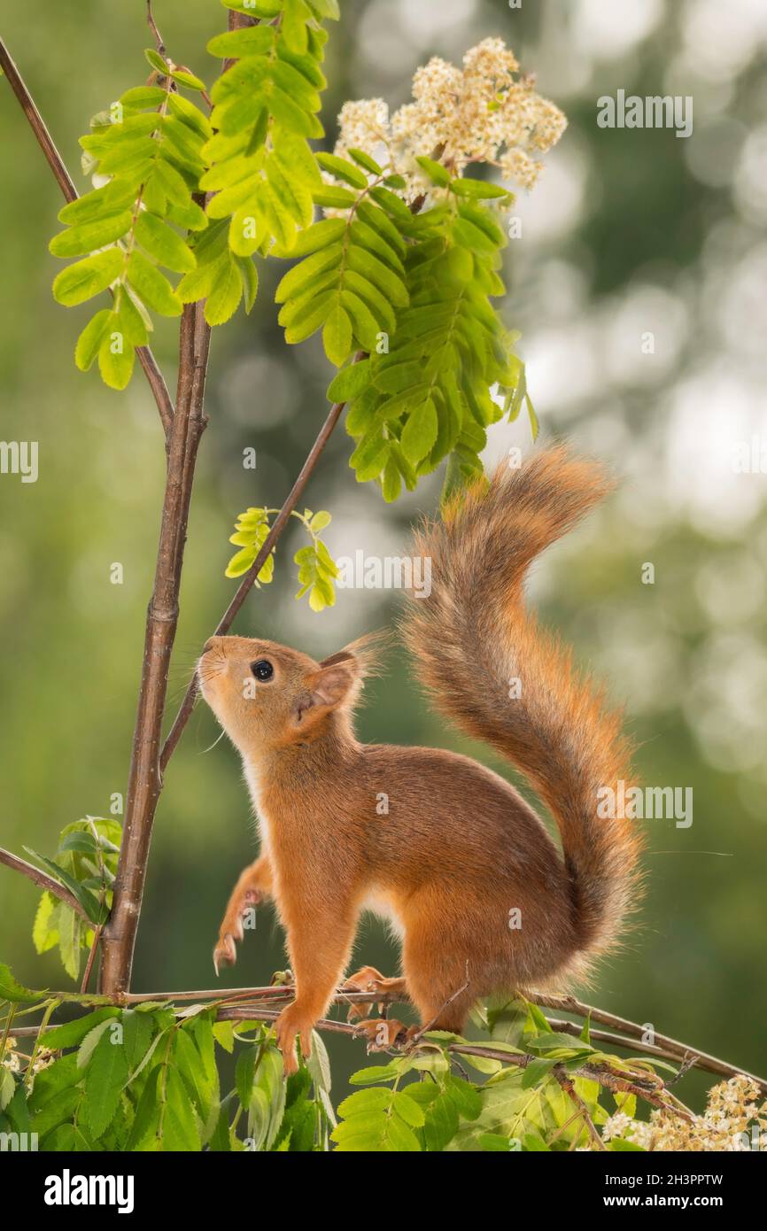 Red squirrel branch ash hi-res stock photography and images - Alamy