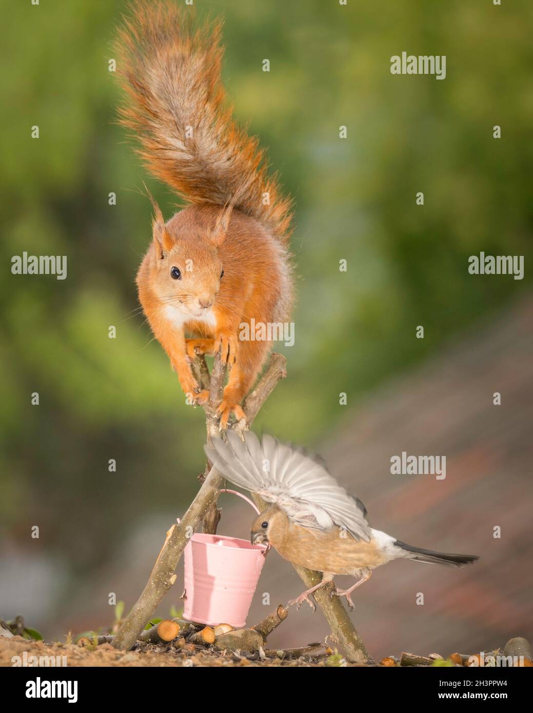 Fire tree squirrel hi-res stock photography and images - Alamy