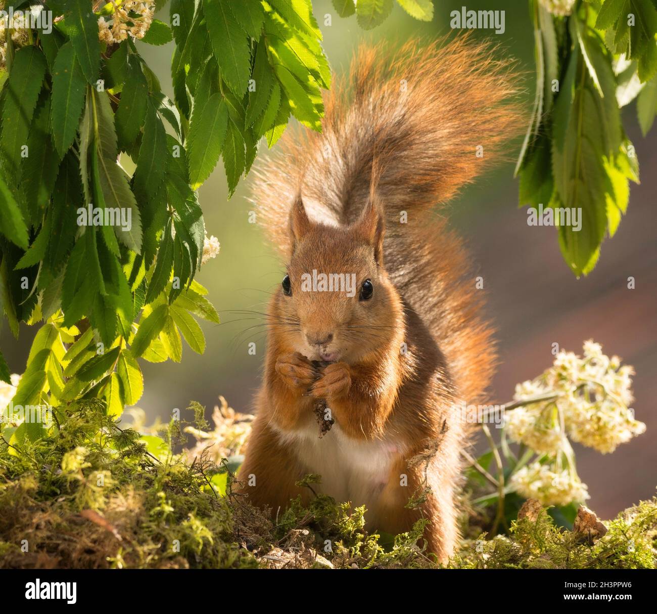 Red squirrel branch ash hi-res stock photography and images - Alamy