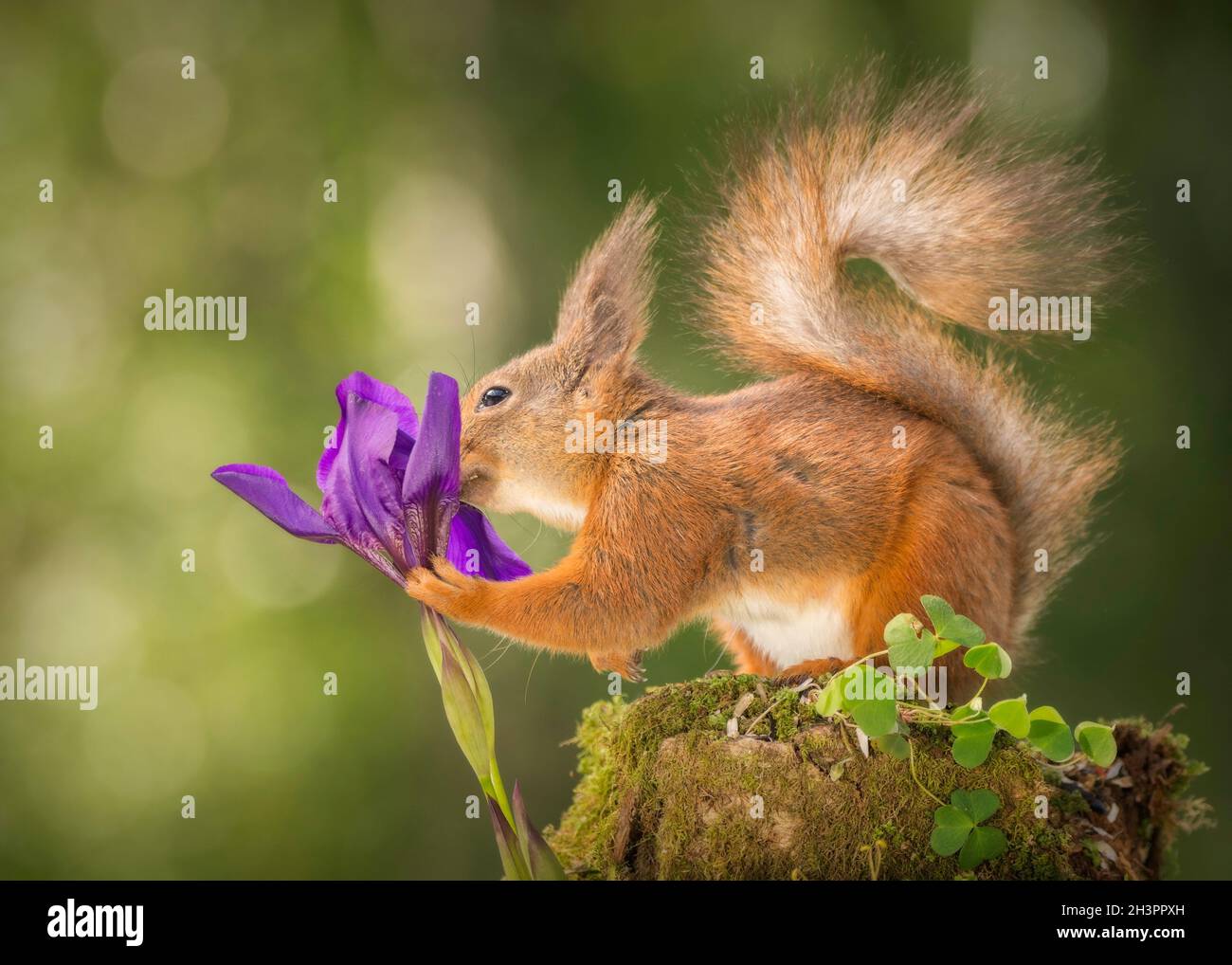 The squirrel is smelling the flower hi-res stock photography and images ...