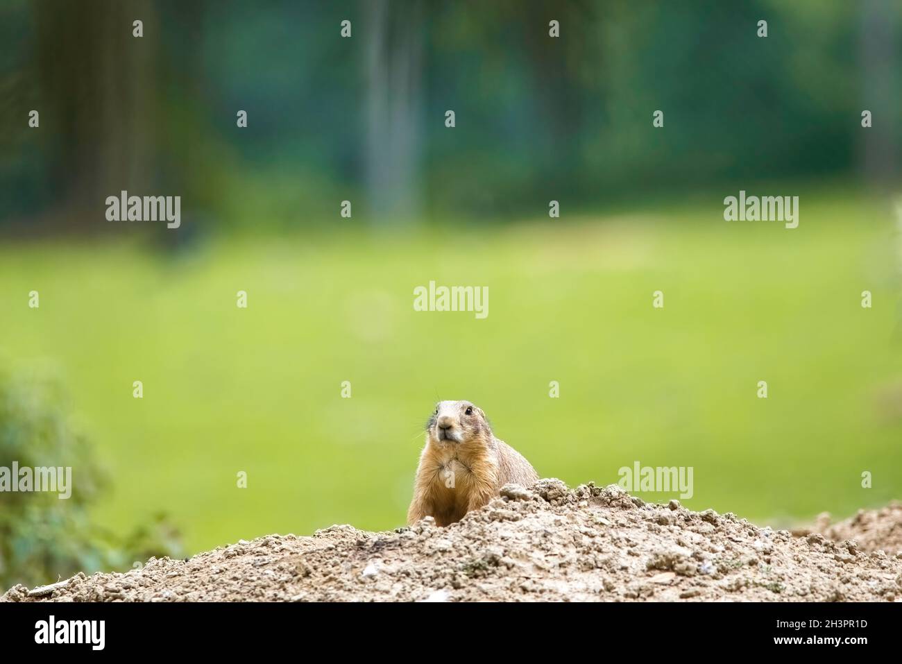 Two baby prairie dogs looking out of their burrow Stock Photo - Alamy