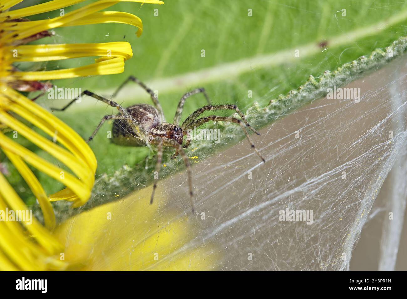 Labyrinth spider ( Agelena labyrinthica Stock Photo - Alamy