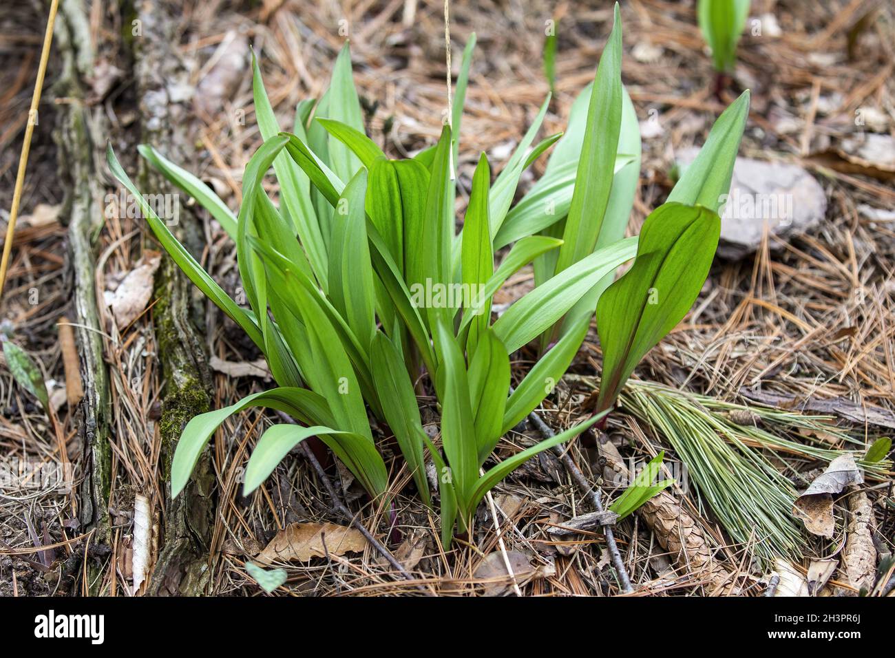 Wild Ramps - wild garlic Stock Photo - Alamy
