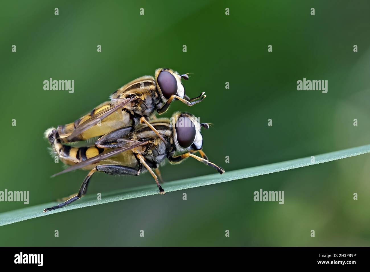 Common marsh hover fly ( Helophilus pendulus Stock Photo - Alamy