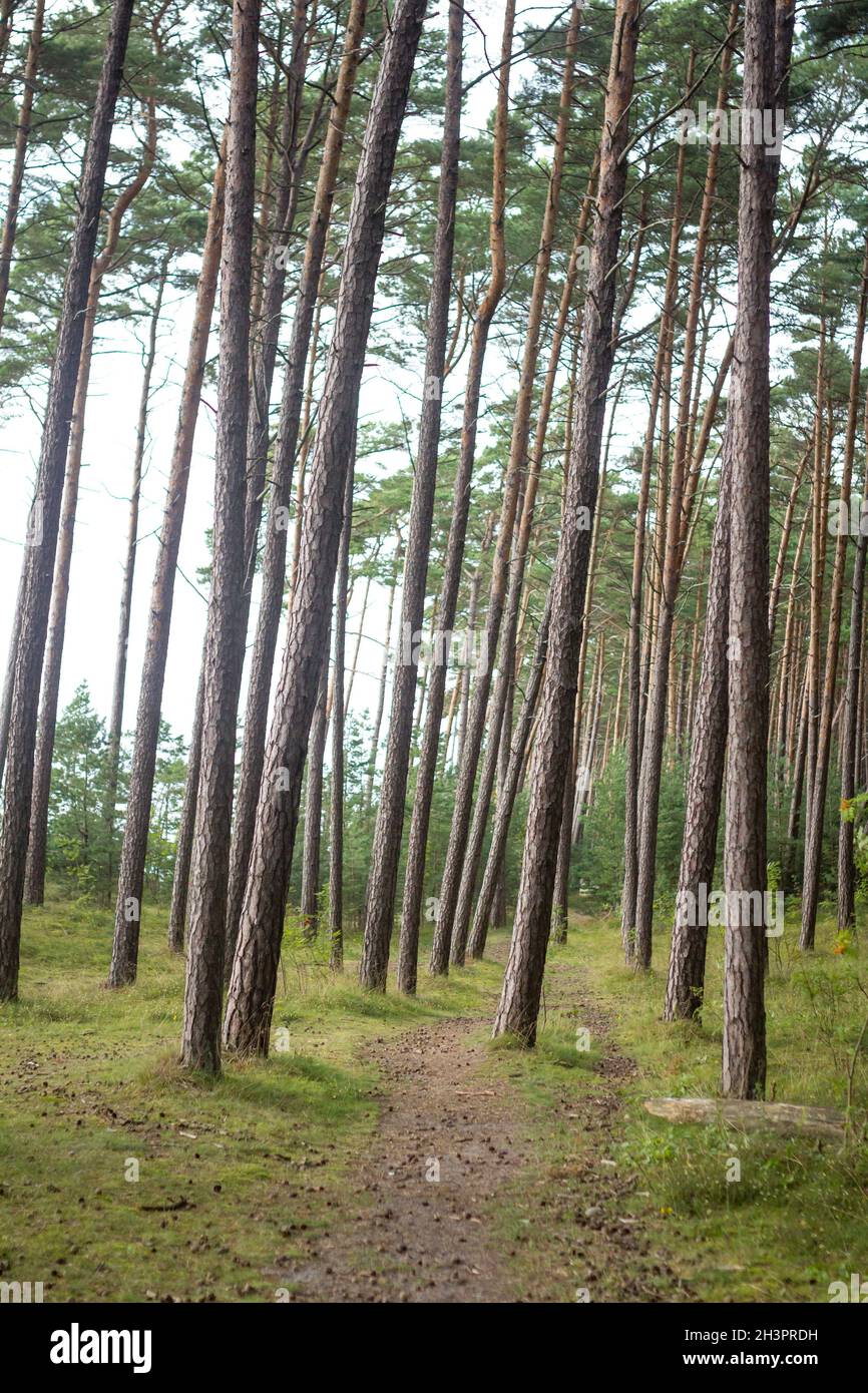 Tall pine trees in the forest Stock Photo - Alamy