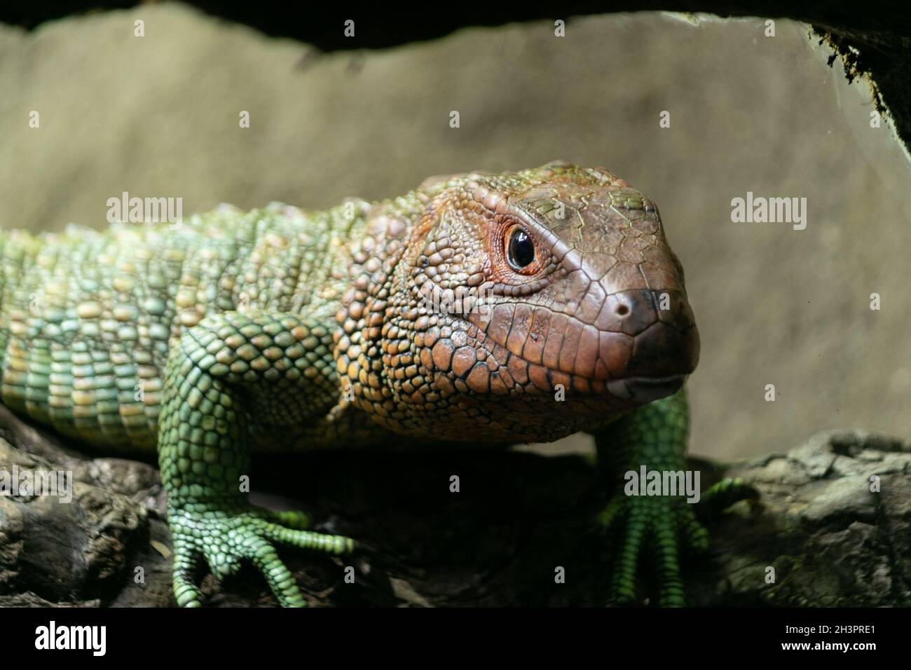 Selective focus shot of a Caiman Lizard at the London Zoo Stock Photo ...