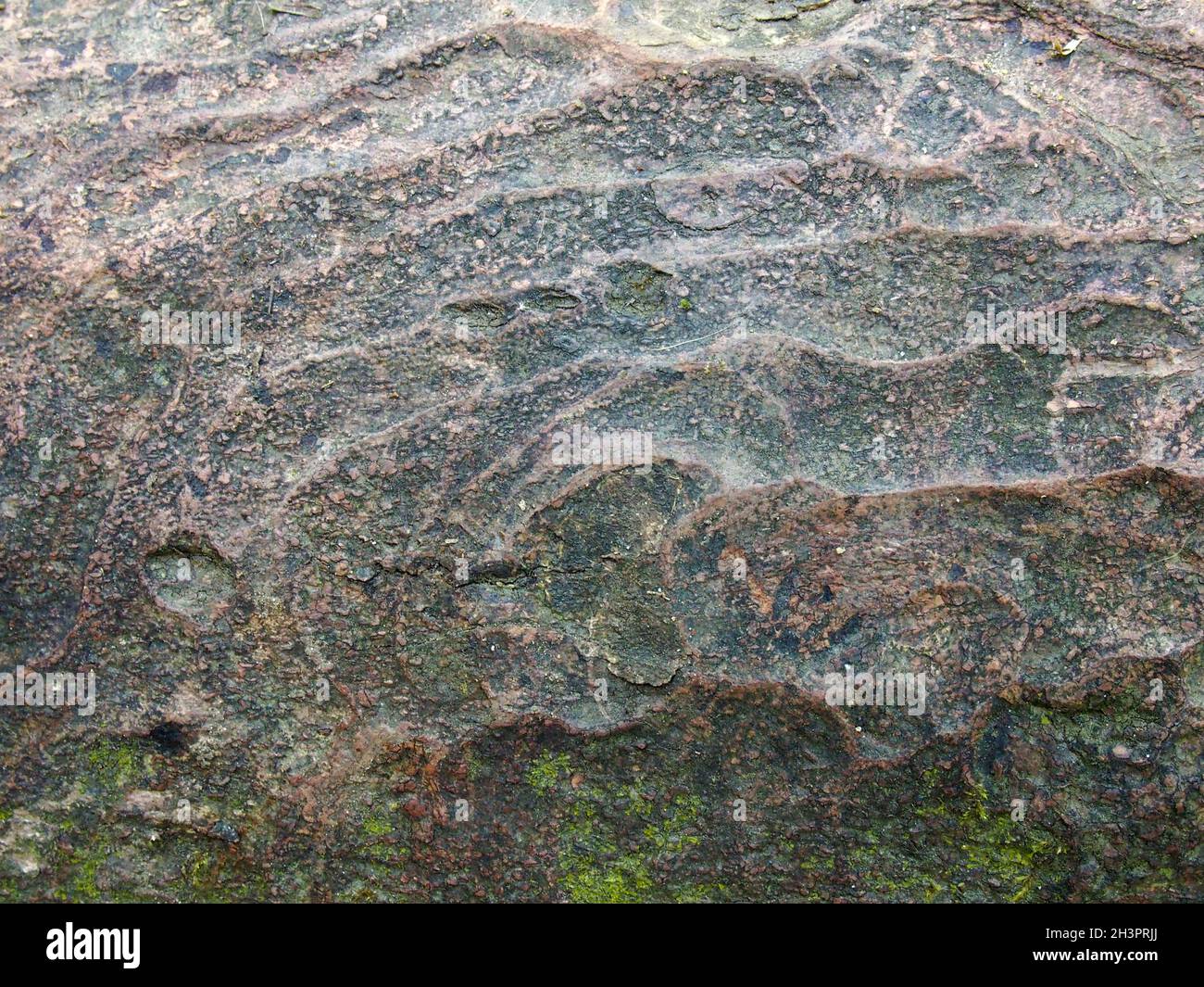 Close up of an ancient worn tree trunk with rippled surface and moss ...