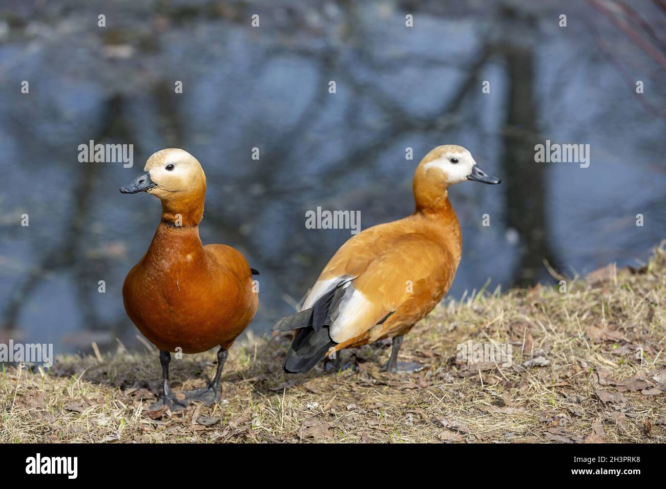 Sunny duck hi-res stock photography and images - Alamy