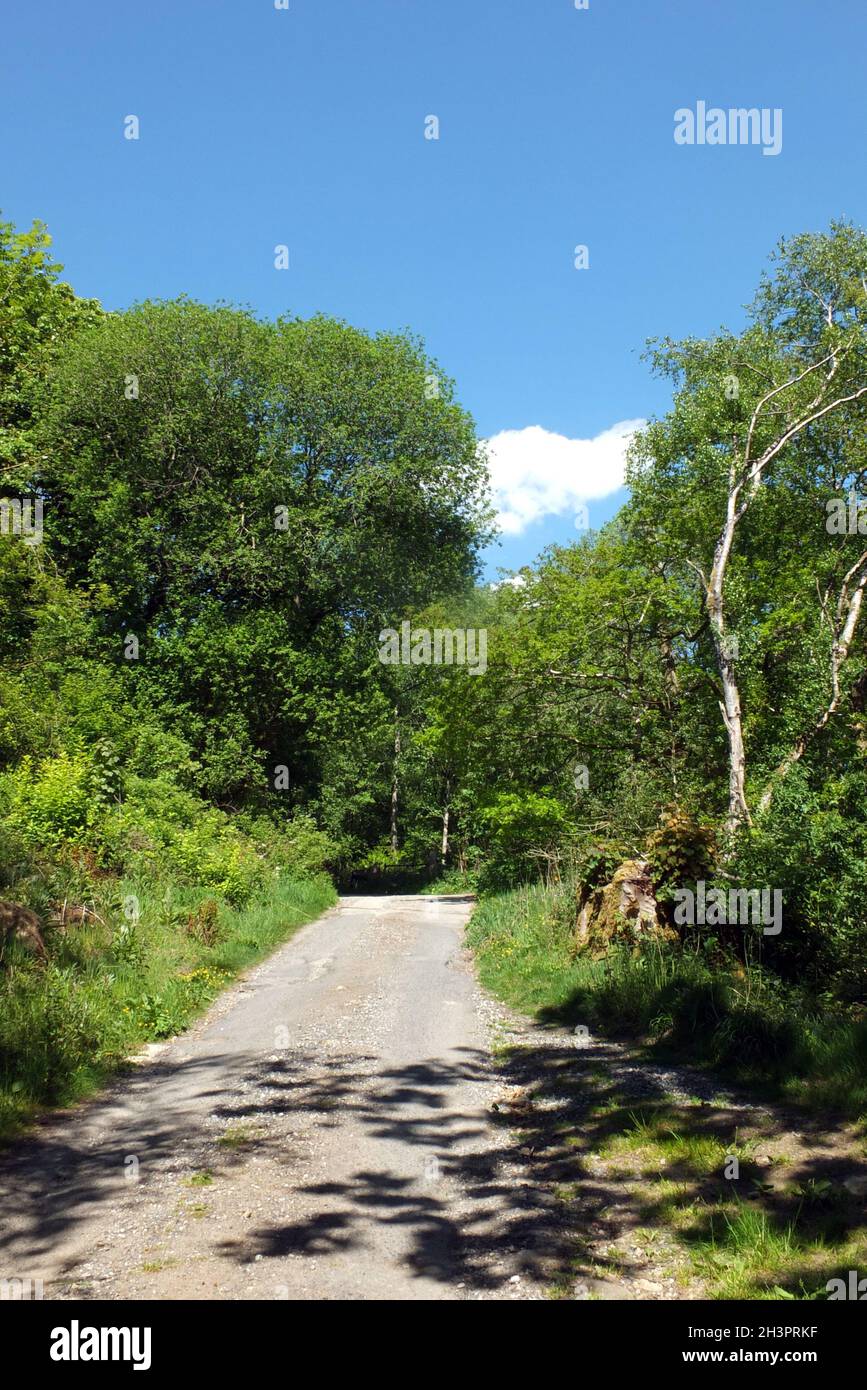 A view of a narrow country lane surrounded by woodland trees, bushes ...