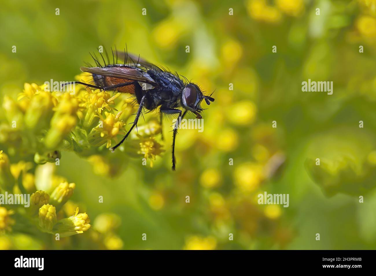 Caterpillar fly ( Eriothrix rufomaculatus Stock Photo - Alamy
