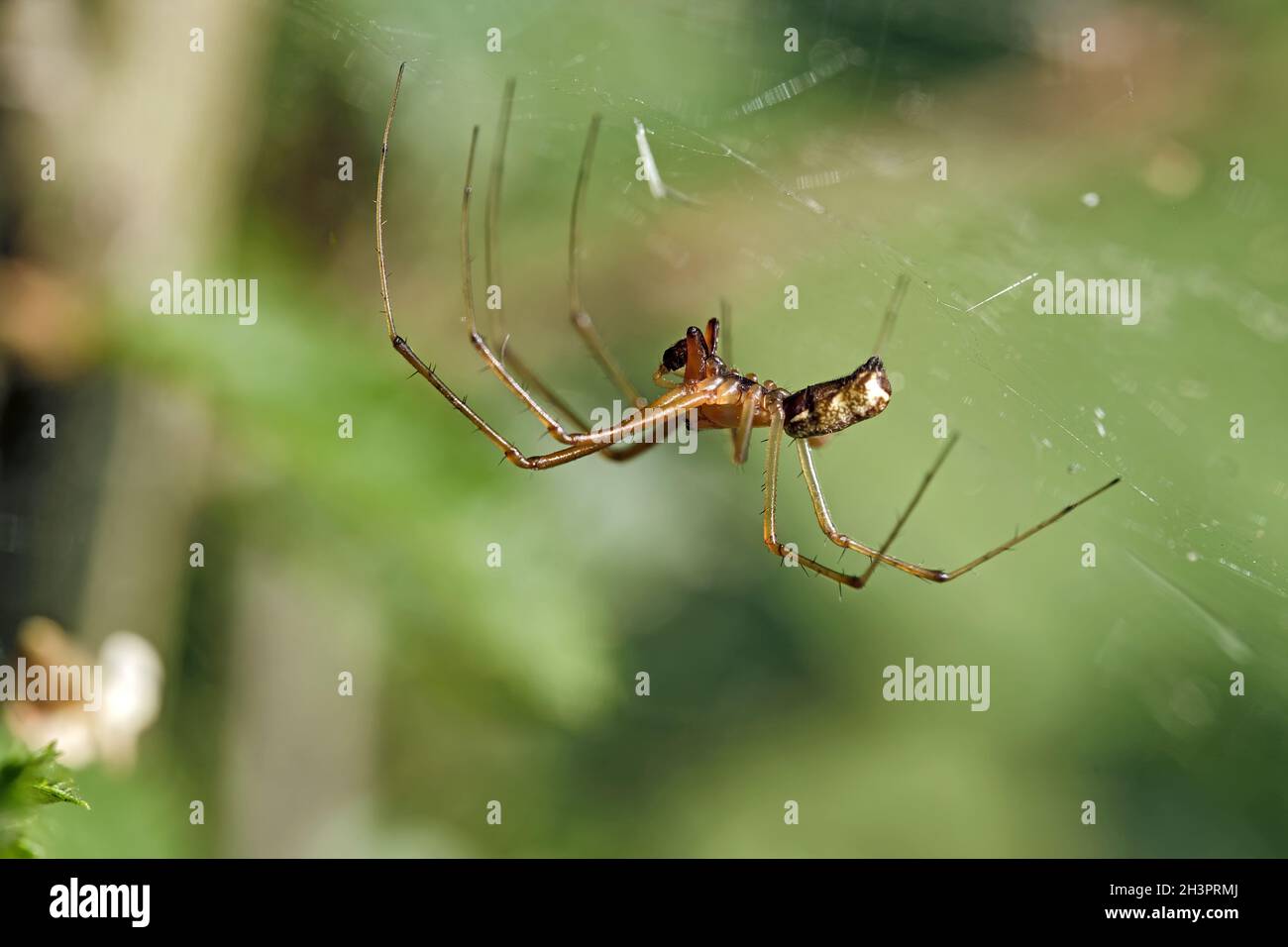 Common canopy spider ( Linyphia triangularis Stock Photo - Alamy