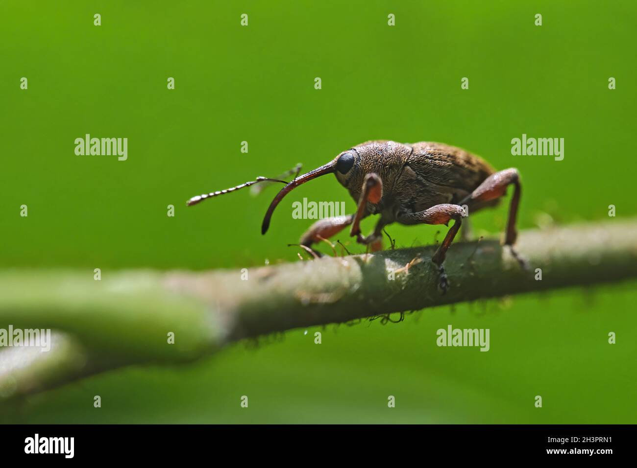 Acorn drill ( Curculio glandium Stock Photo - Alamy