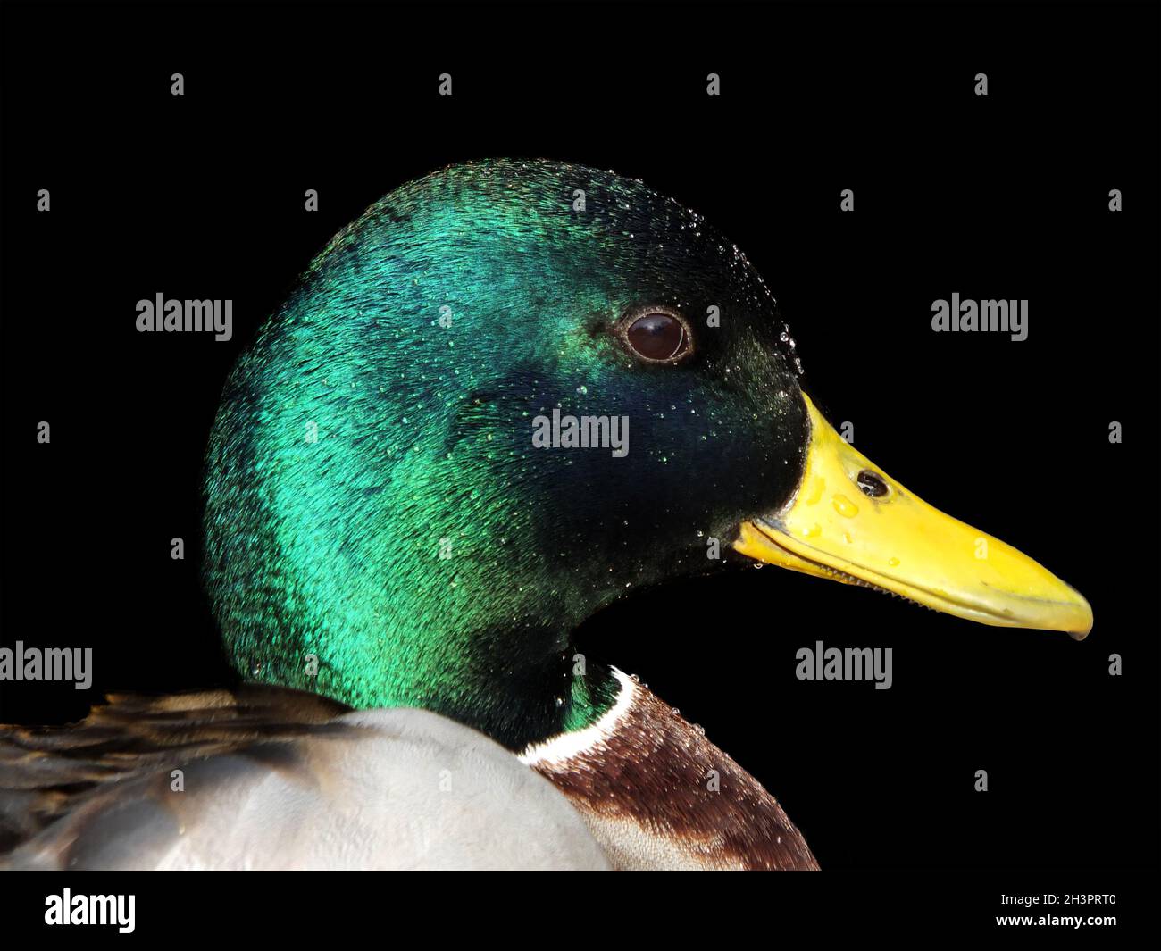 Close up duck male head hi-res stock photography and images - Alamy