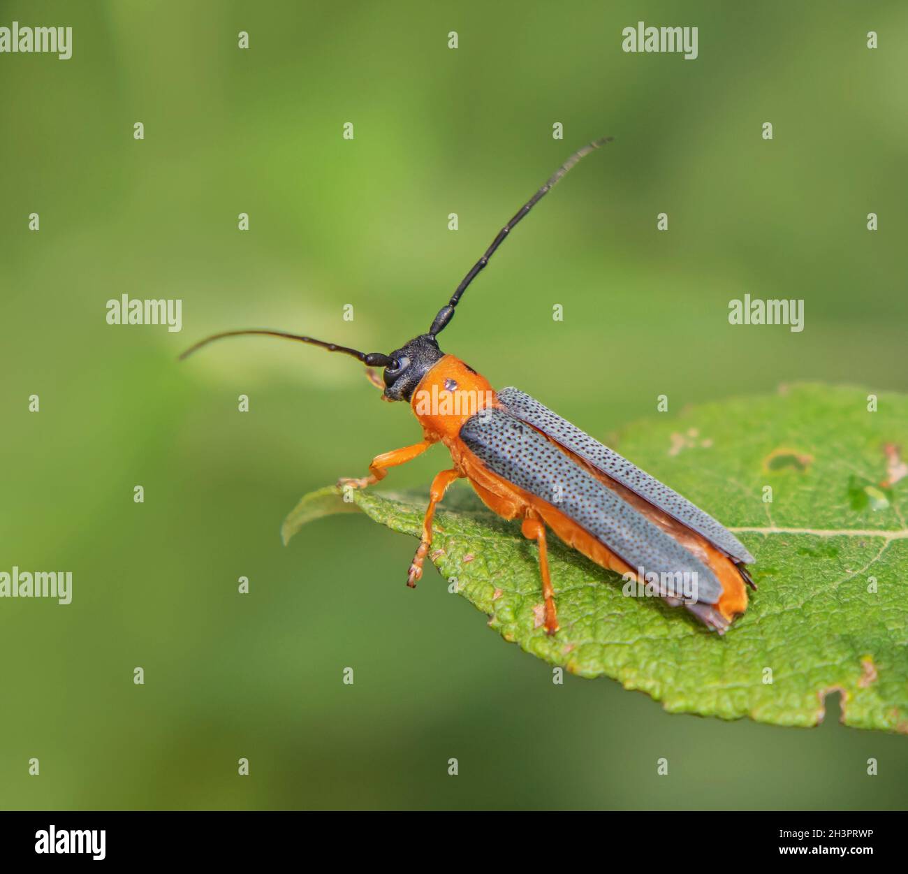 Eyed longhorn beetle 'Oberea oculata' Stock Photo - Alamy