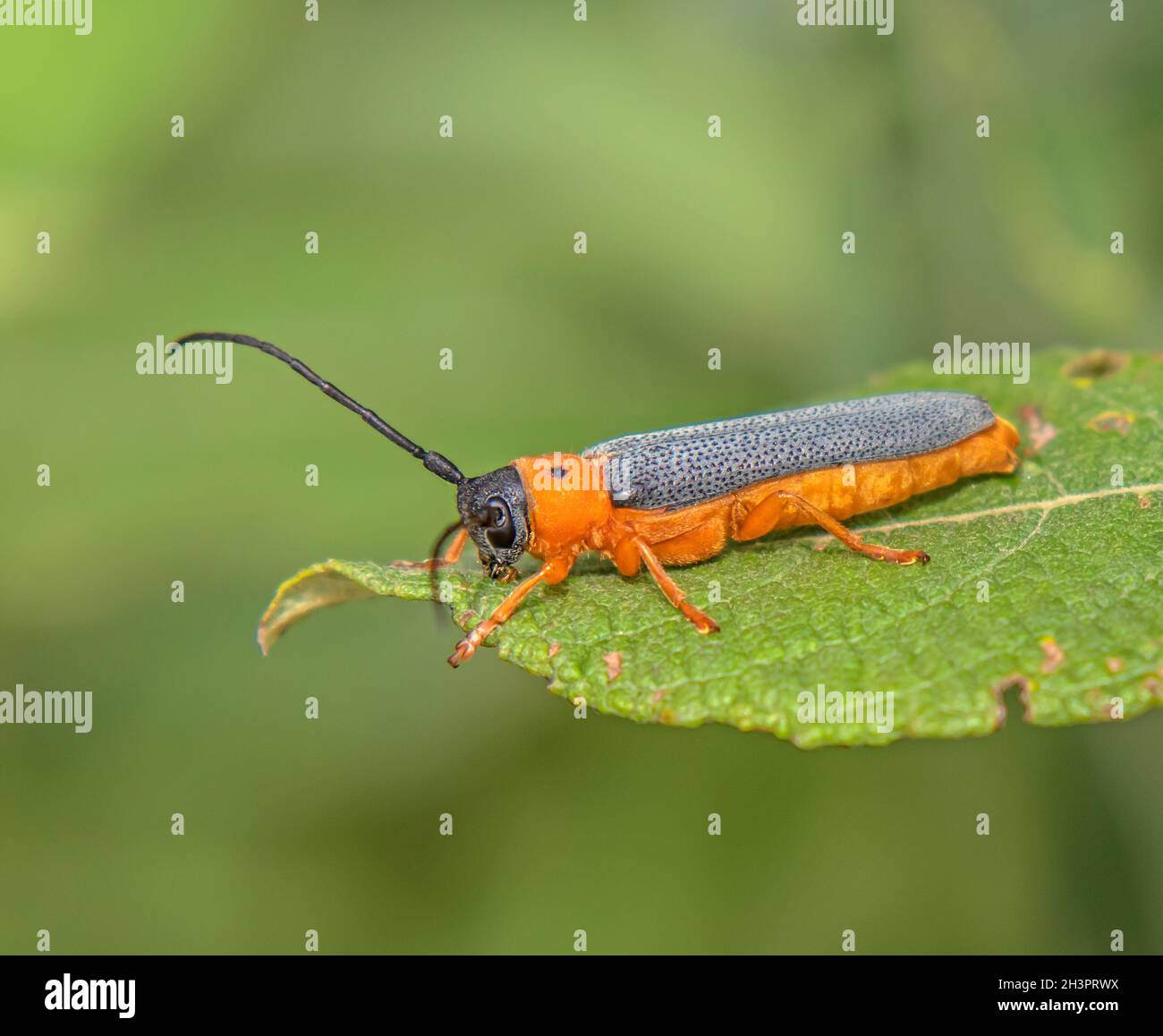 Eyed longhorn beetle oberea oculata hi-res stock photography and images ...