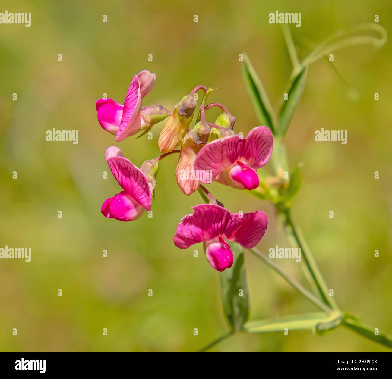 Peavine lathyrus latifolius hi-res stock photography and images - Alamy