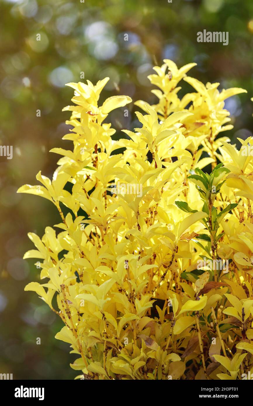 Yellow plant hi-res stock photography and images - Alamy
