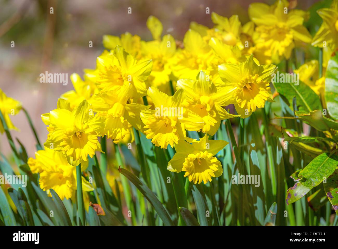 Daffodil field bloom hi-res stock photography and images - Alamy