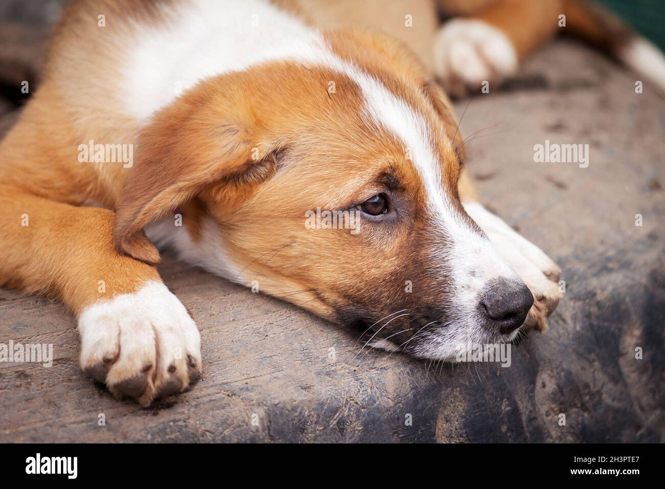 Dog with sad eyes in shelter for adoption Stock Photo - Alamy