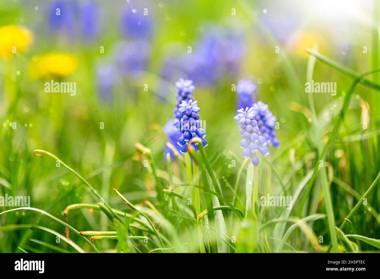 Grape hyacinth Muscari flowers Stock Photo - Alamy