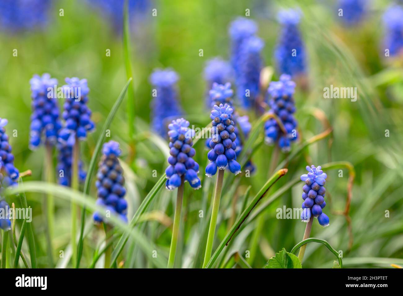 Grape hyacinth flowers muscari hi-res stock photography and images - Alamy