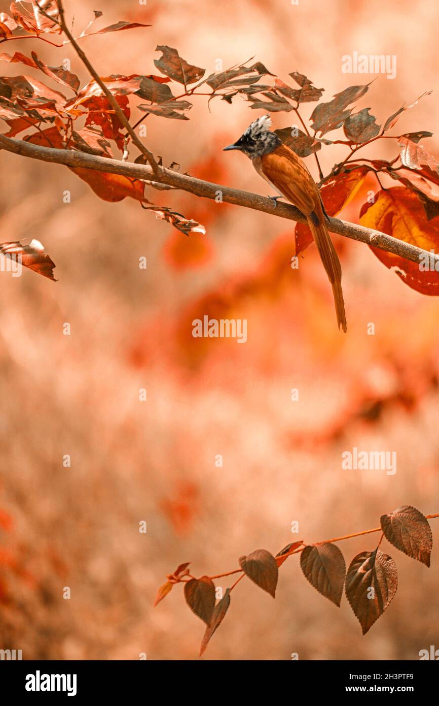 It is a Asian Paradise flycatcher Male Bird from Western Ghats of India ...