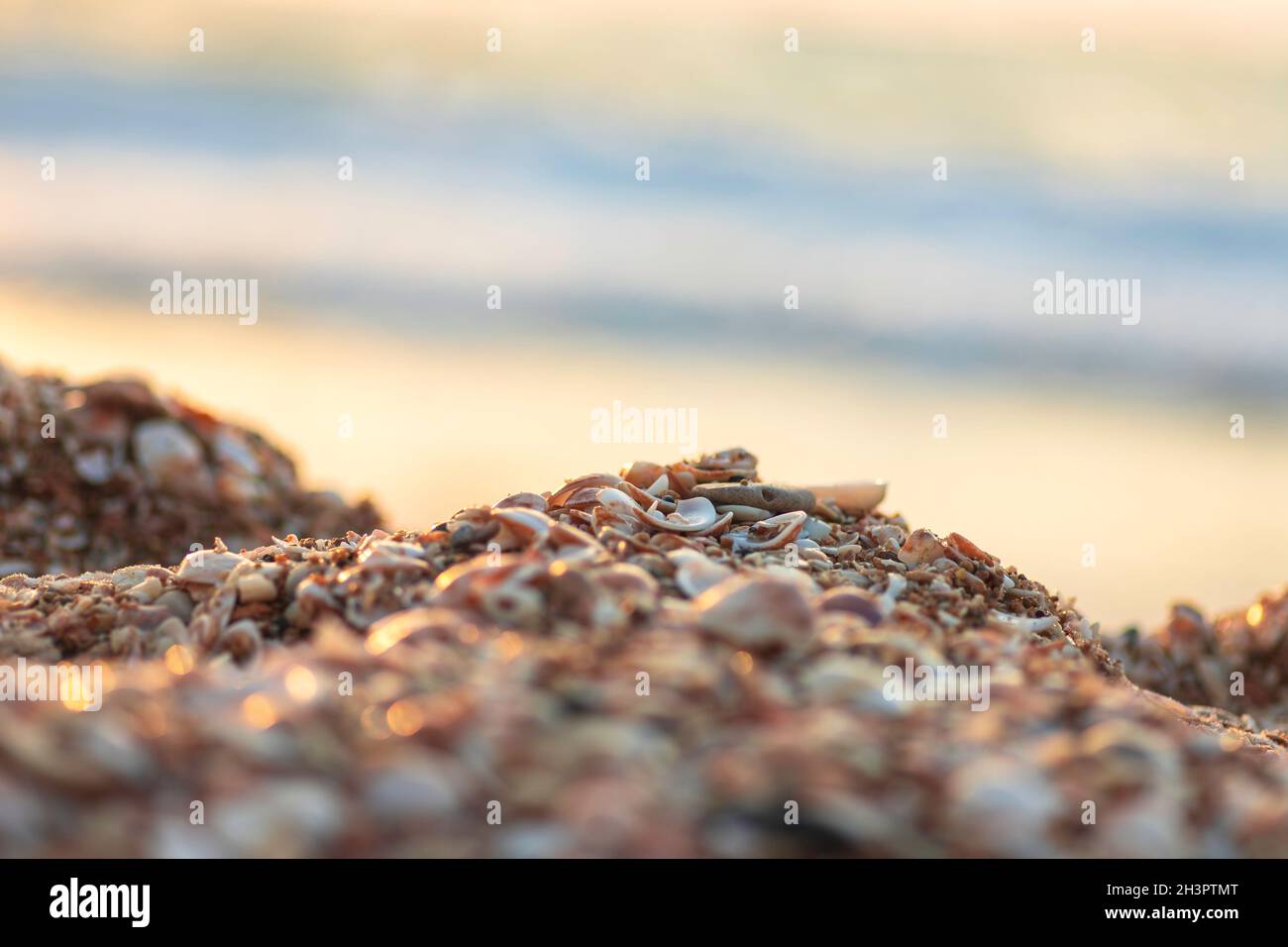 Seashell and water hi-res stock photography and images - Alamy