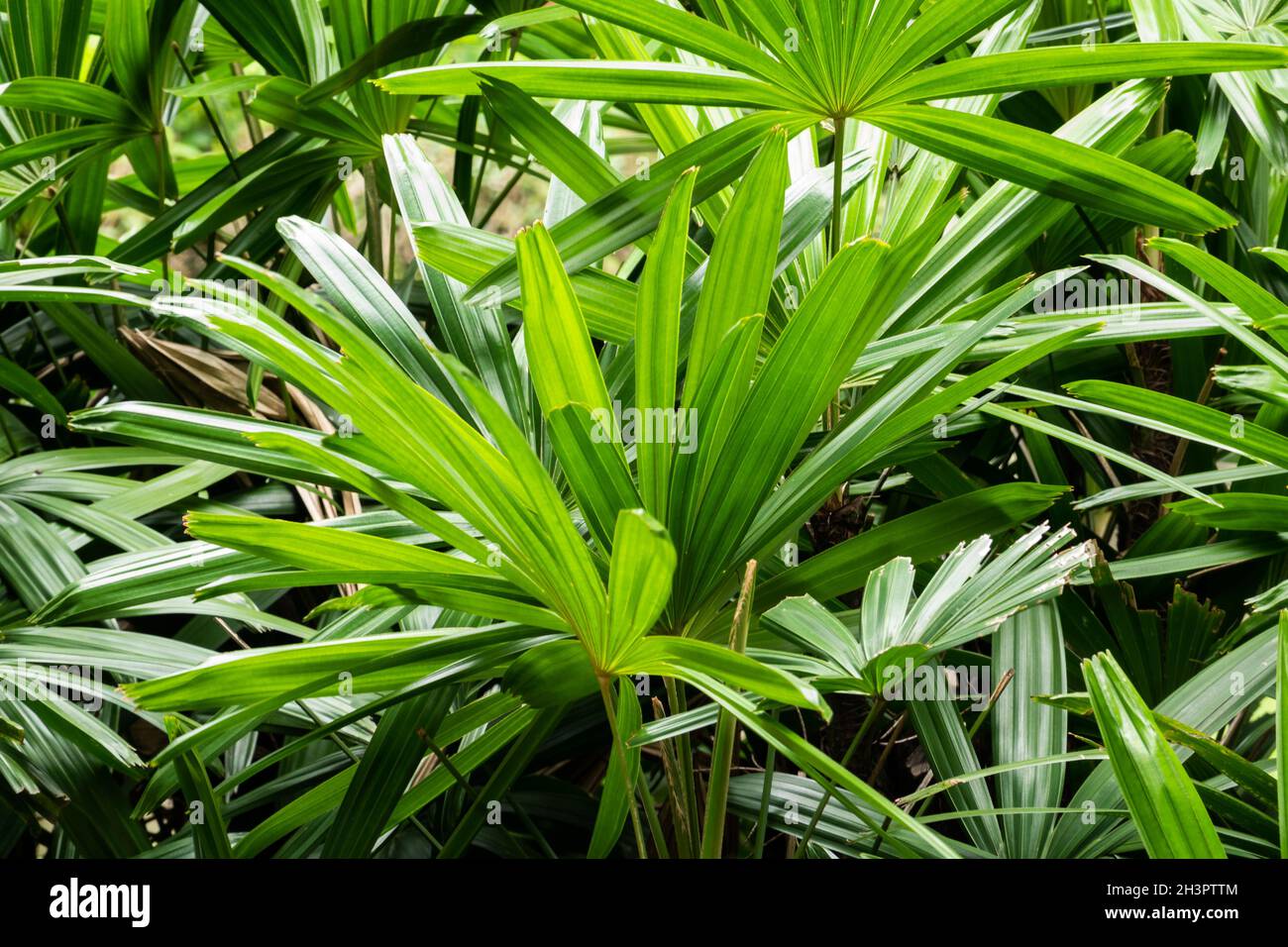 Tropical plant background hi-res stock photography and images - Alamy