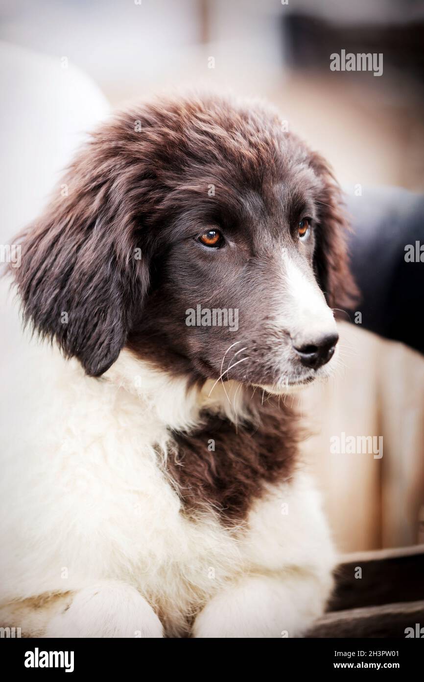 Bulgarian shepherd dog puppy portrait Stock Photo - Alamy