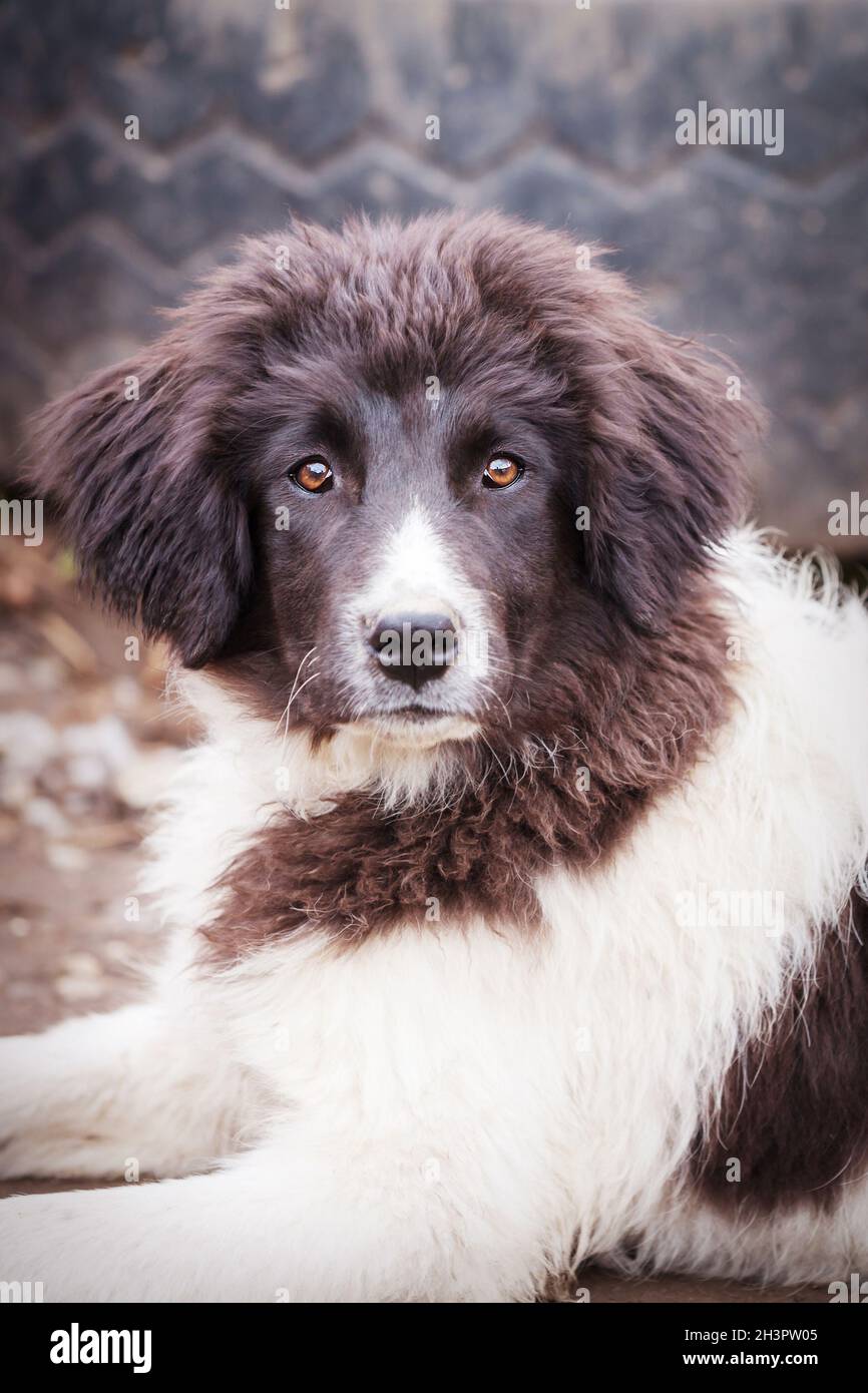 Are Carrots Good For A Karakachan Dog