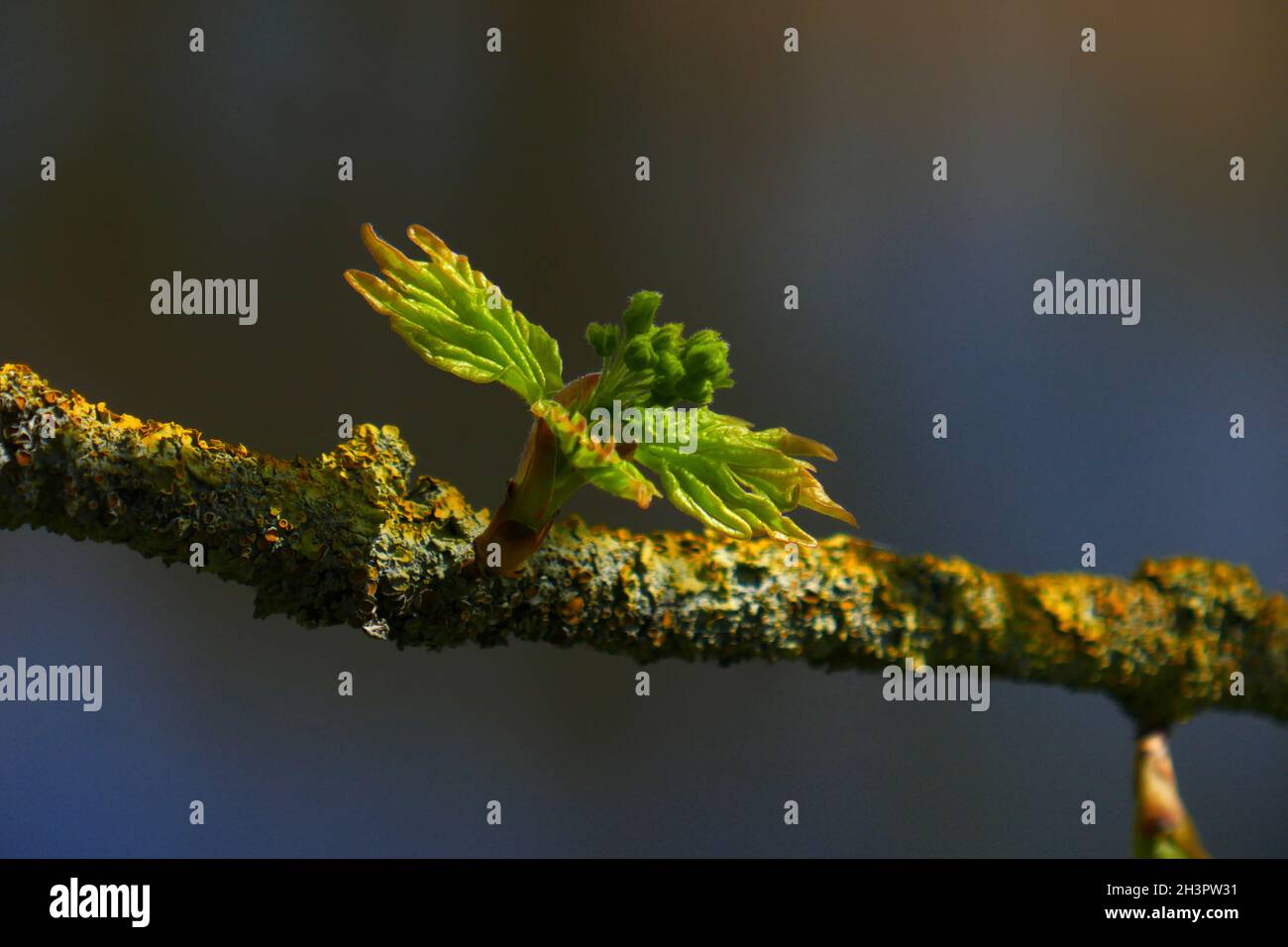 Ball maple tree hi-res stock photography and images - Alamy