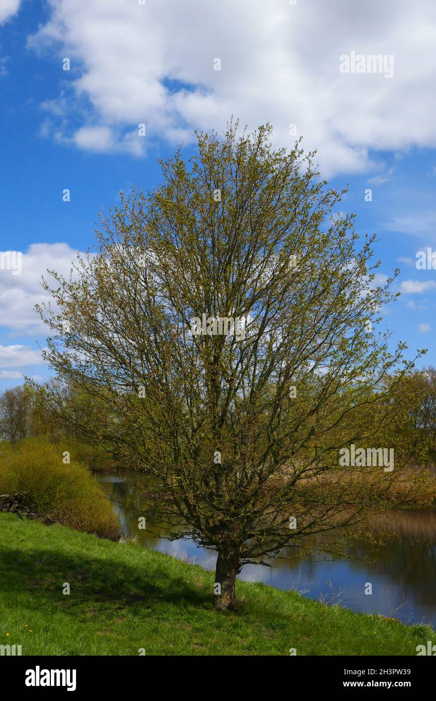 Epaler hi-res stock photography and images - Alamy