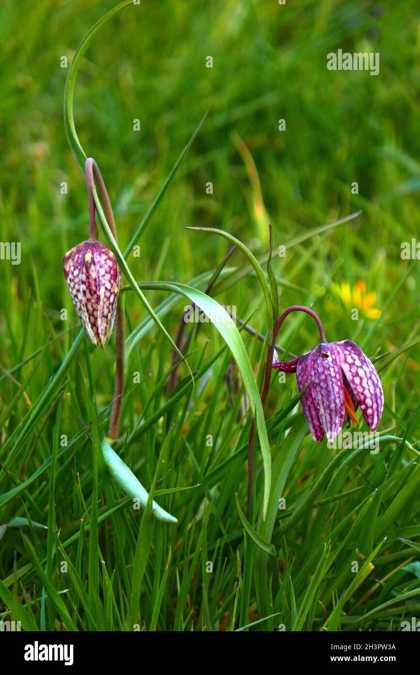 Chessboard flower hi-res stock photography and images - Alamy