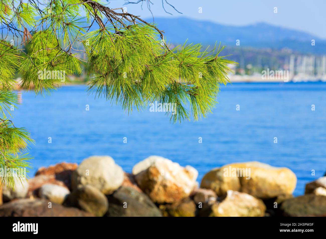 Sithonia greece forest hi-res stock photography and images - Alamy