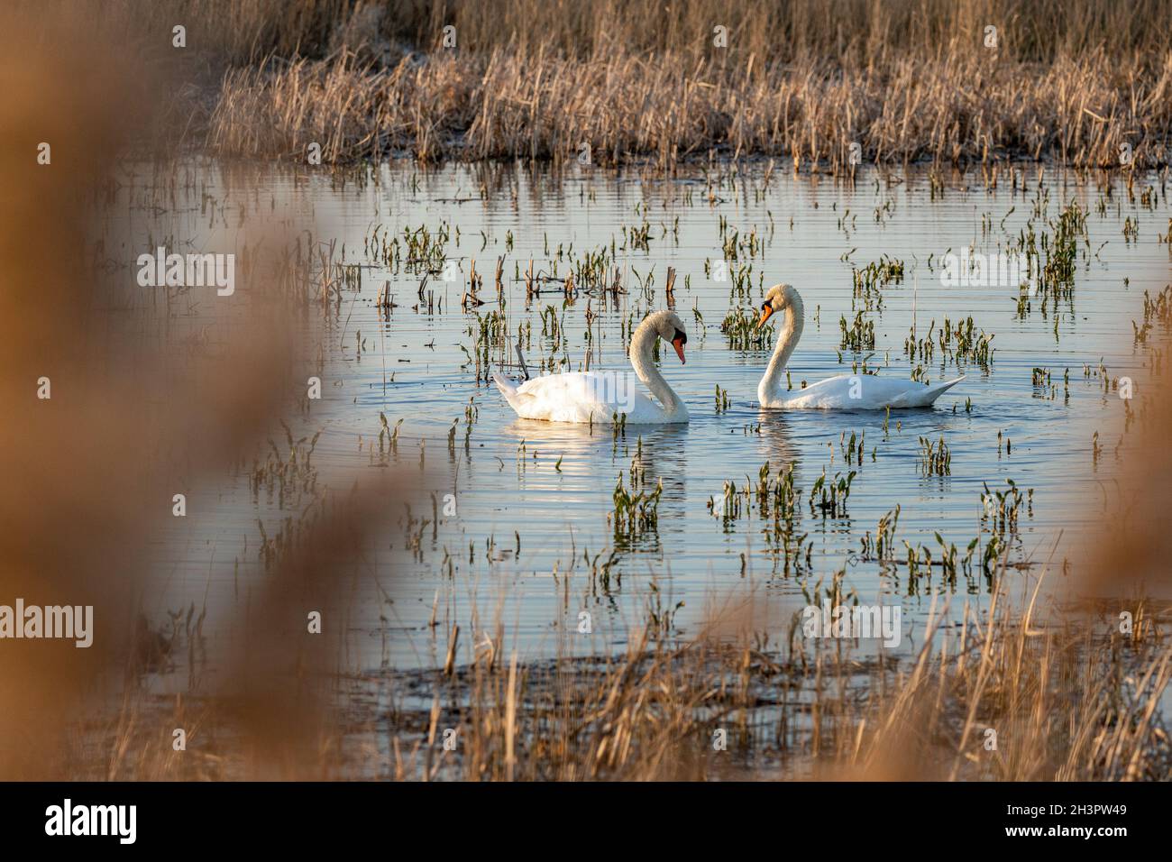 Birdwatching stand Frose Swa Swans Stock Photo - Alamy