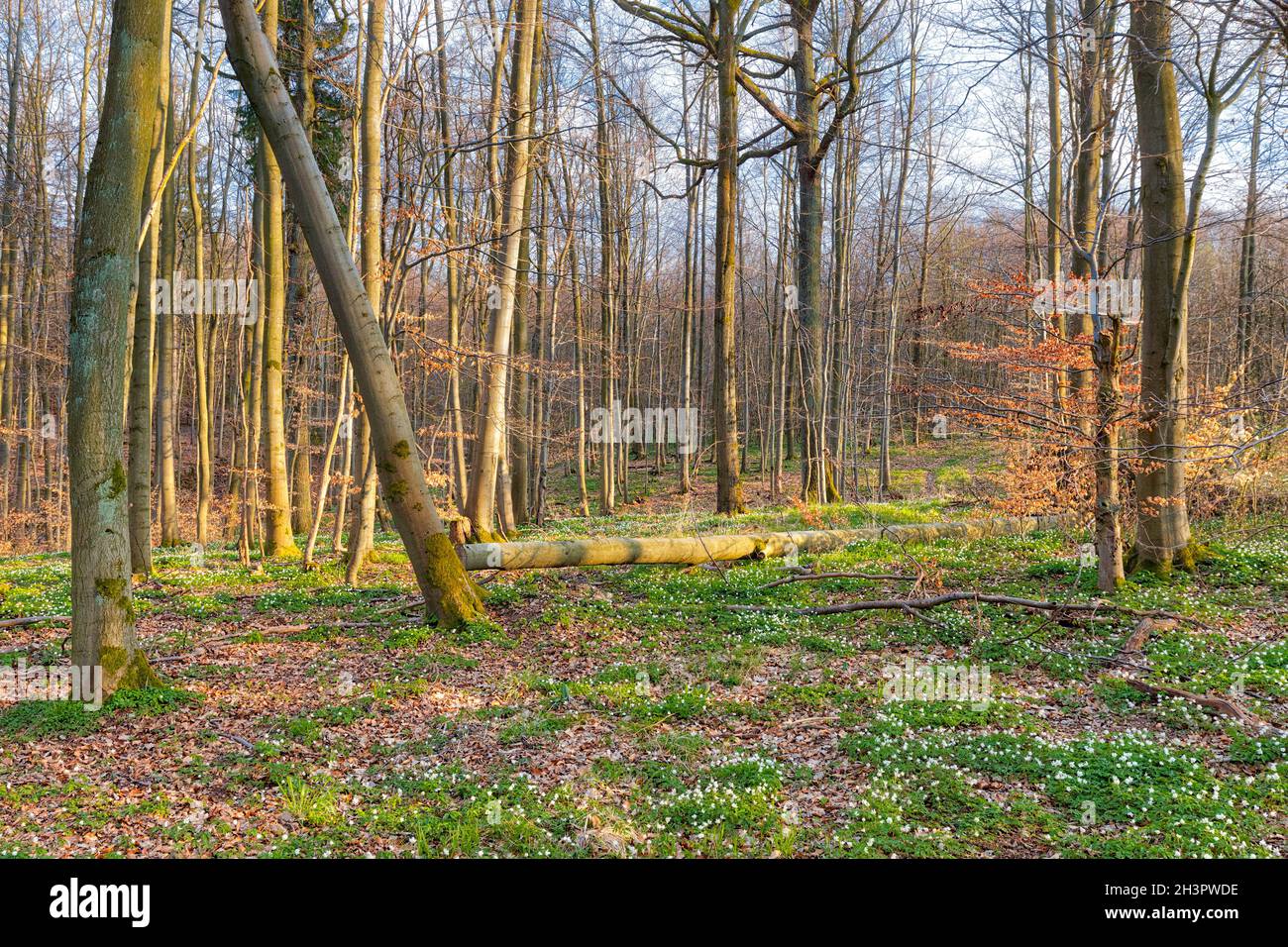 Das wildromantische selketal hi-res stock photography and images - Alamy
