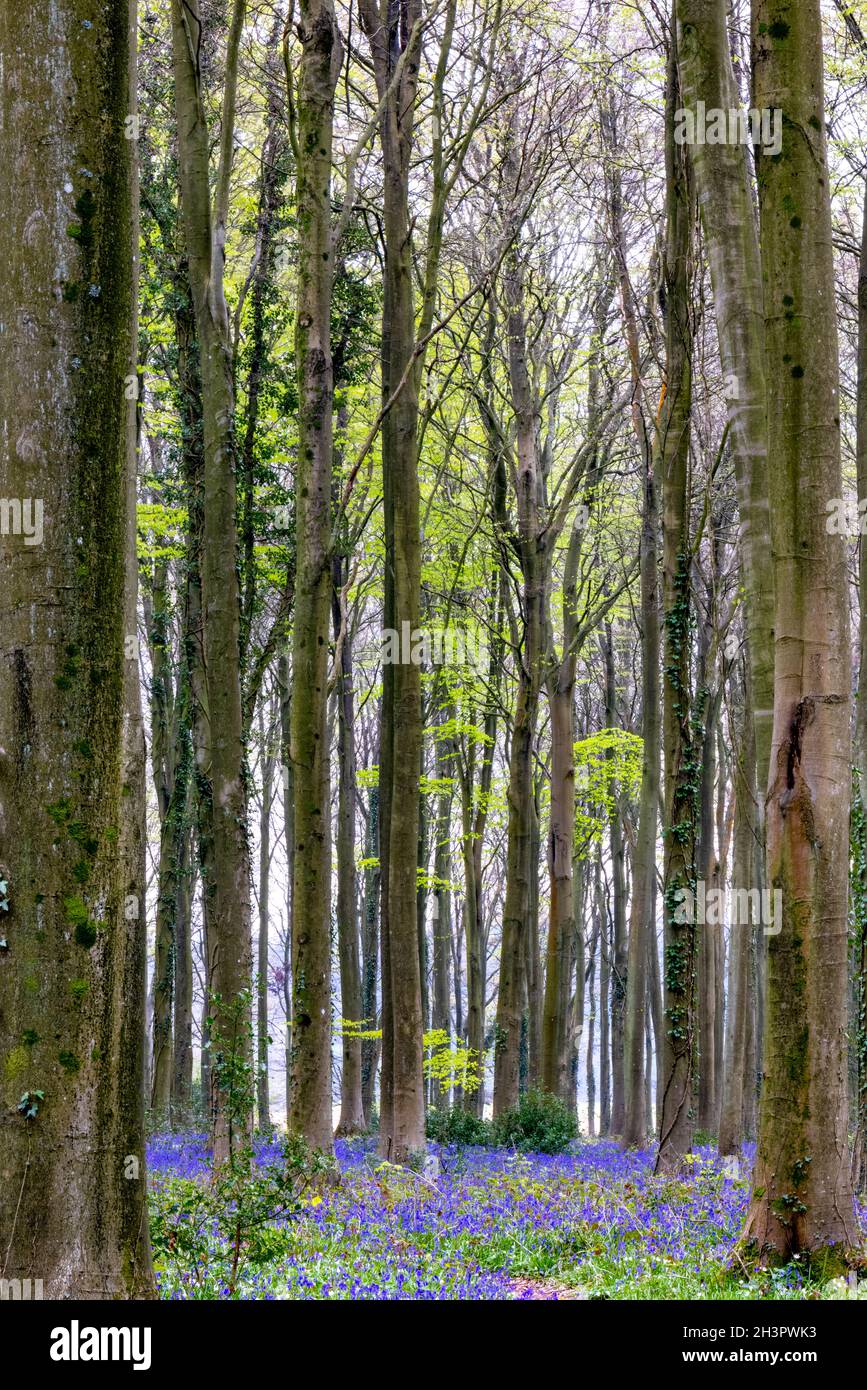 Emerging canopy hi-res stock photography and images - Alamy