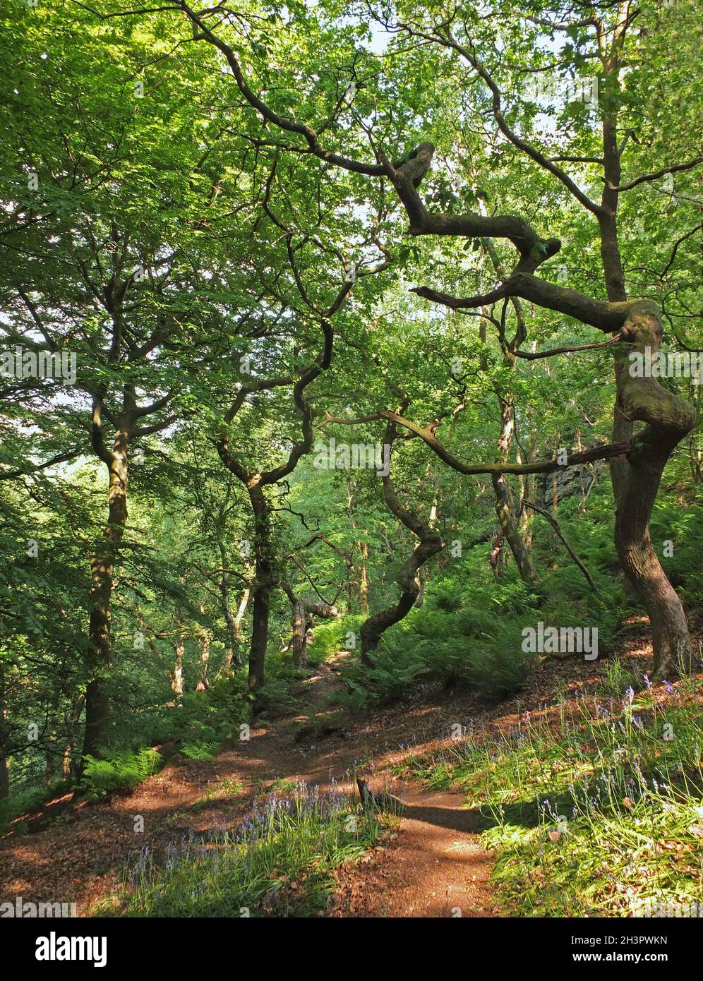 Sunlit spring woodland with bright green foliage on old twisted trees ...