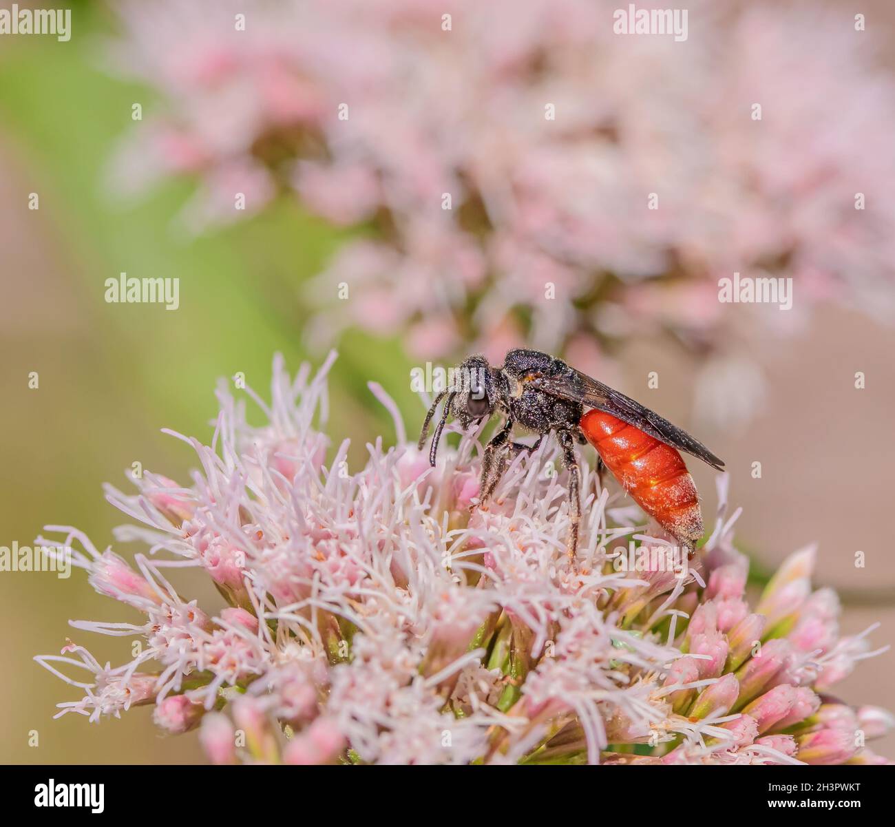 Blood bee 'Sphecodes albilabris' Stock Photo - Alamy