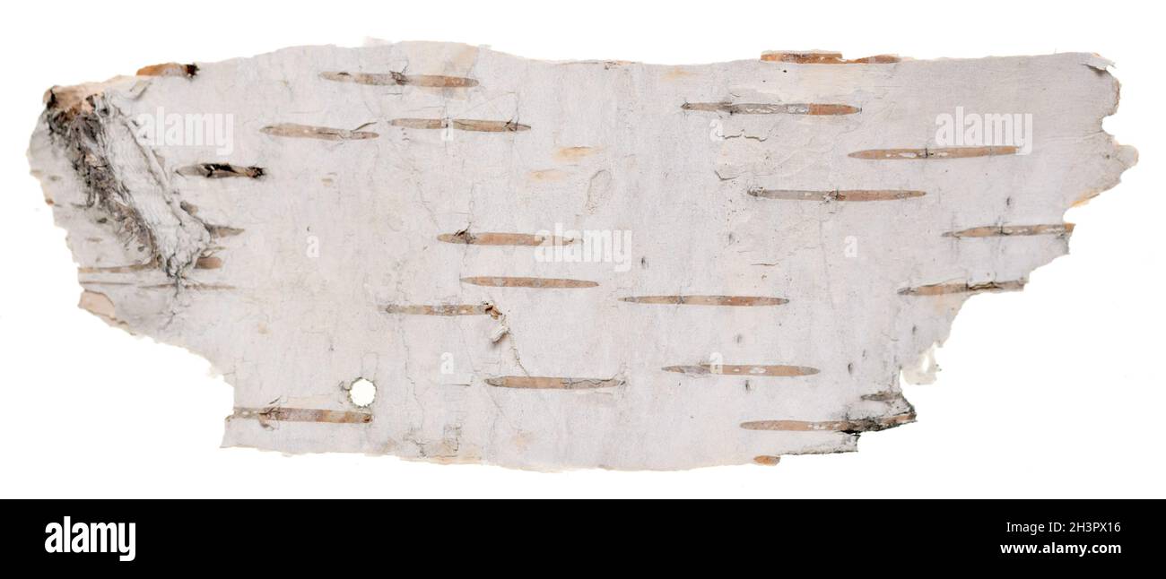 Birch bark isolated on white background Stock Photo - Alamy