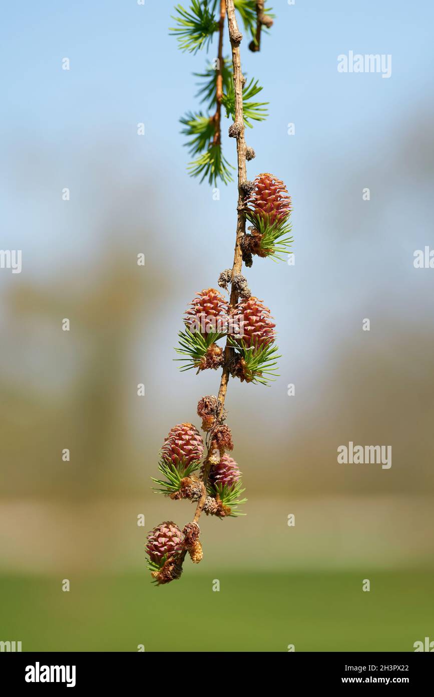 Young female cones of a Japanese larch (Larix kaempferi) in spring in a ...