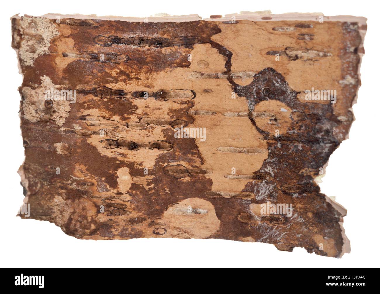Back side of birch bark isolated on white background Stock Photo - Alamy