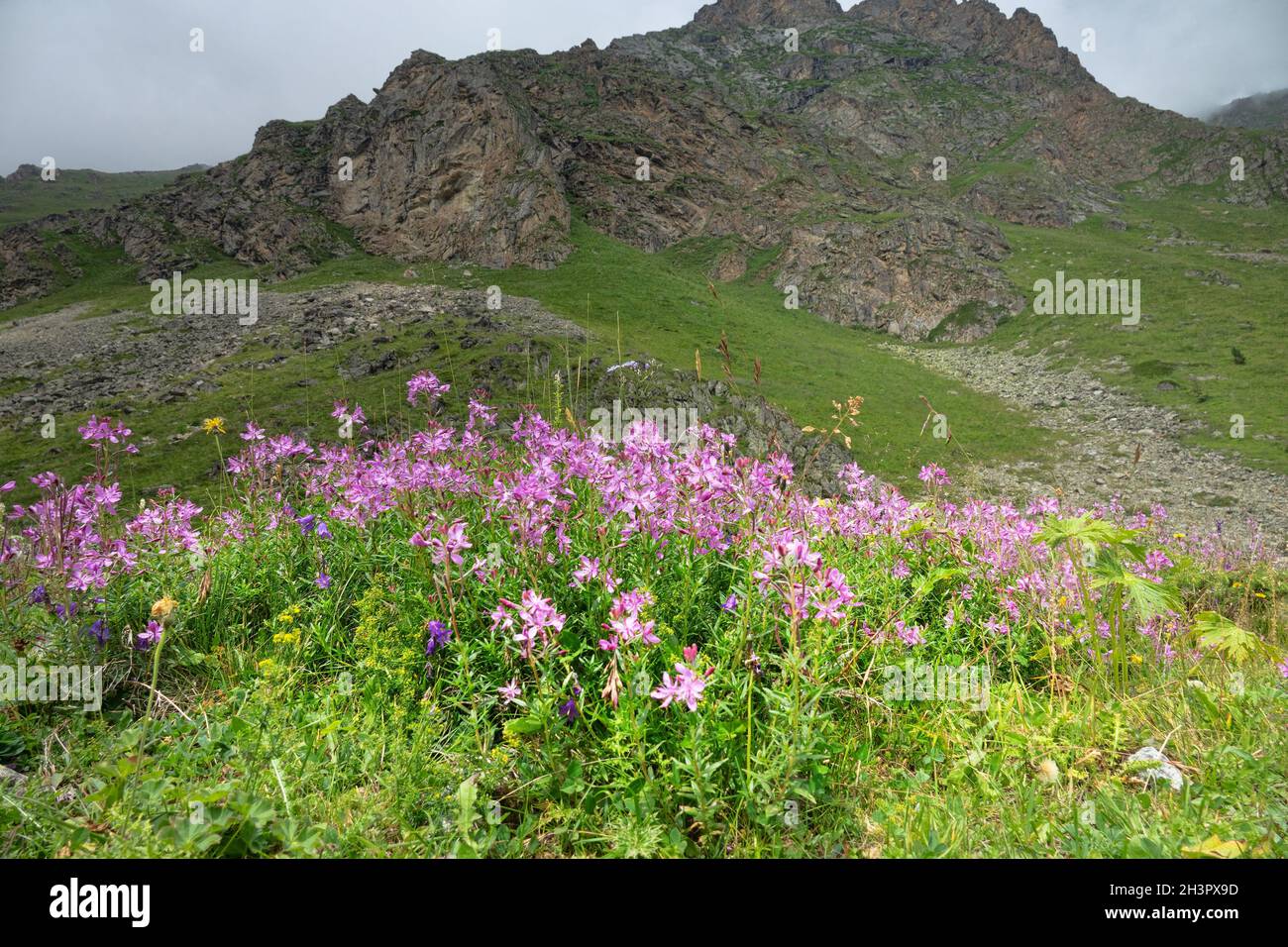 Scar weed hi-res stock photography and images - Alamy